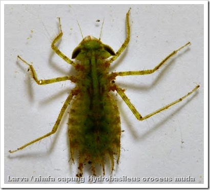 Proses Capung Keluar dari Nimfa